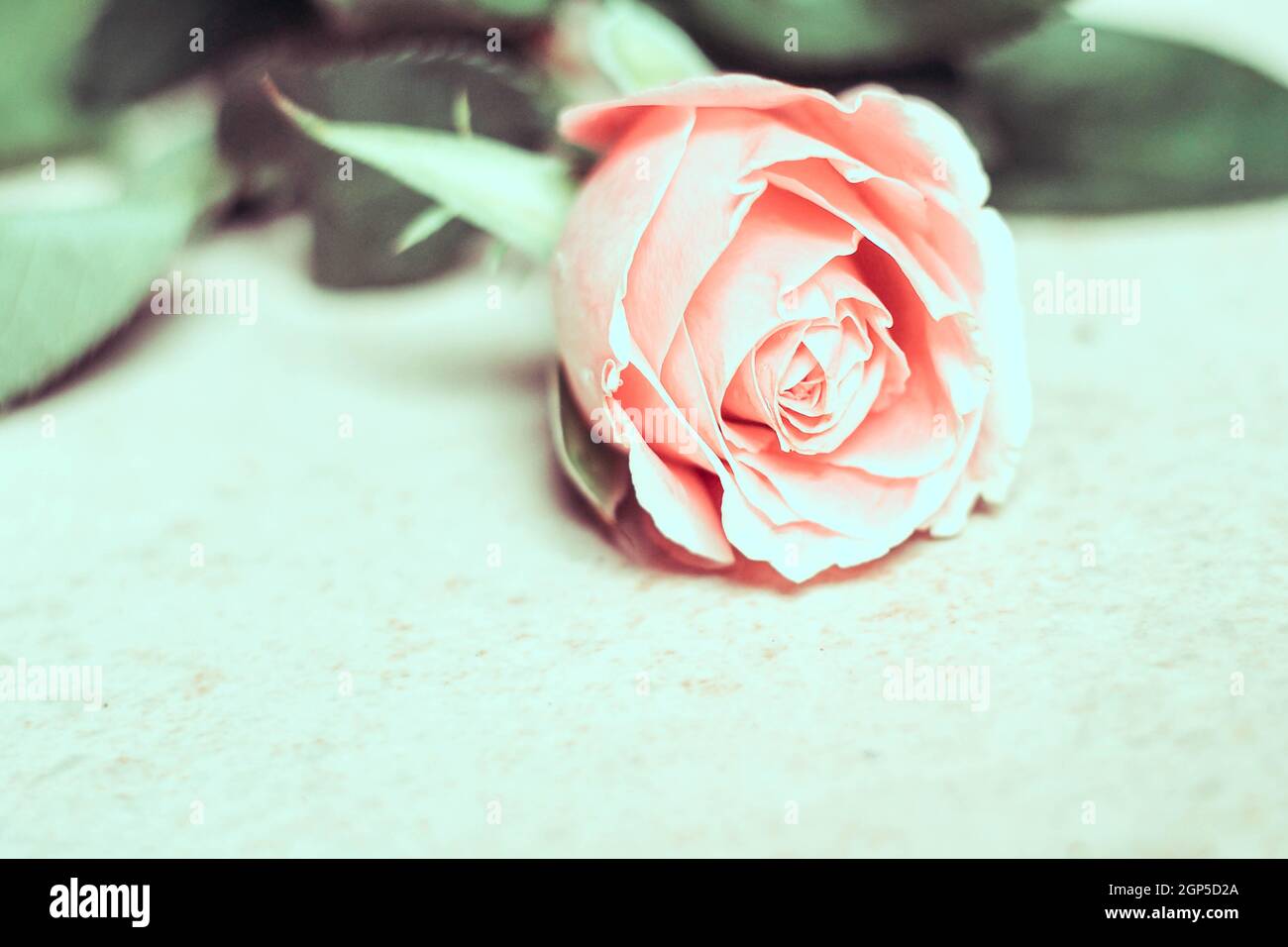 Close-Up of single pastel colored pink Rose flower .valentine pink pale ...