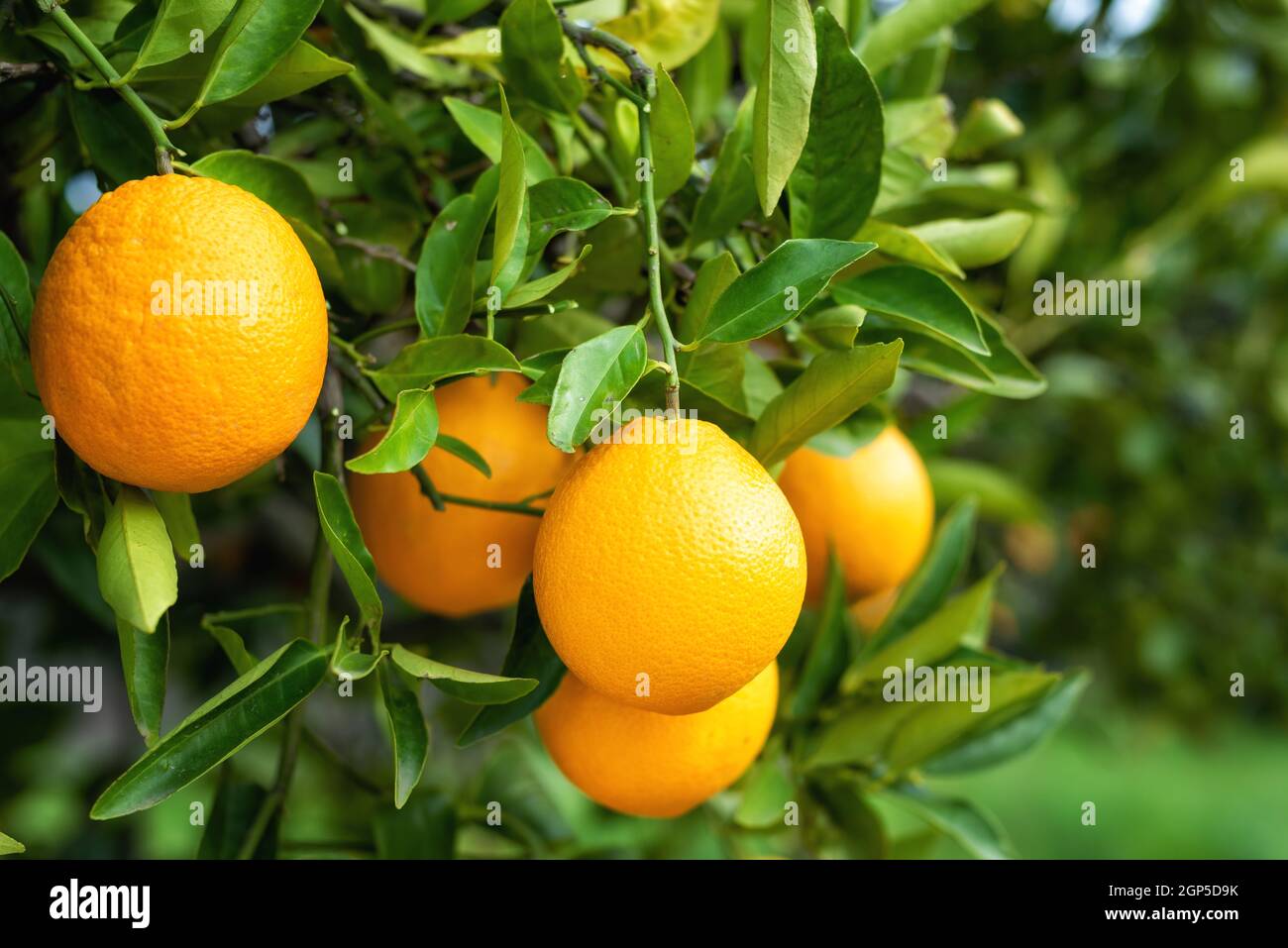 Healty trees hi-res stock photography and images - Alamy