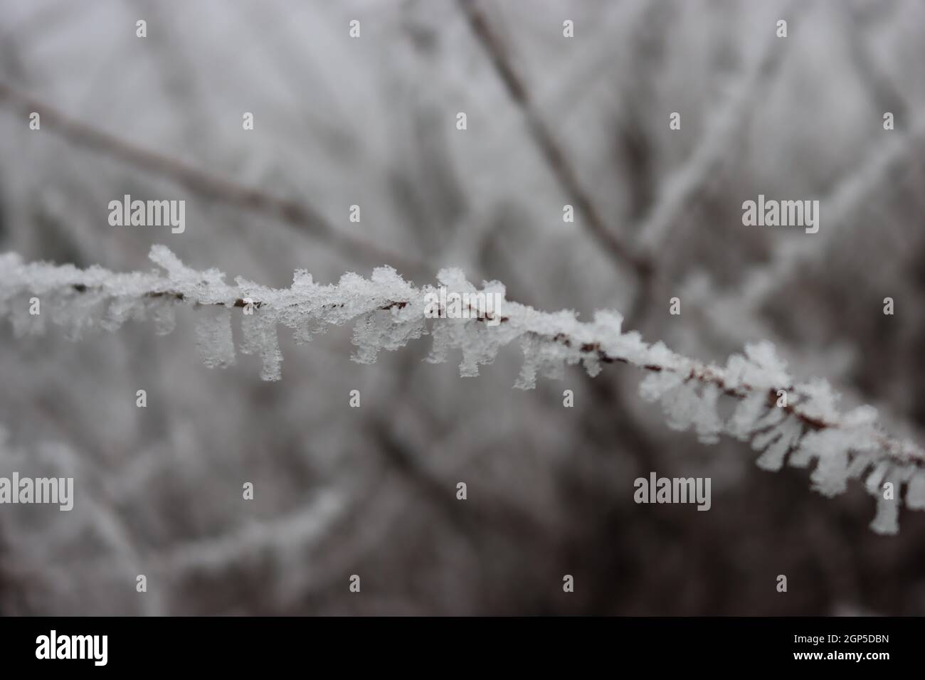 beautiful storm of cold and snow frost ice under zero ice Stock Photo ...