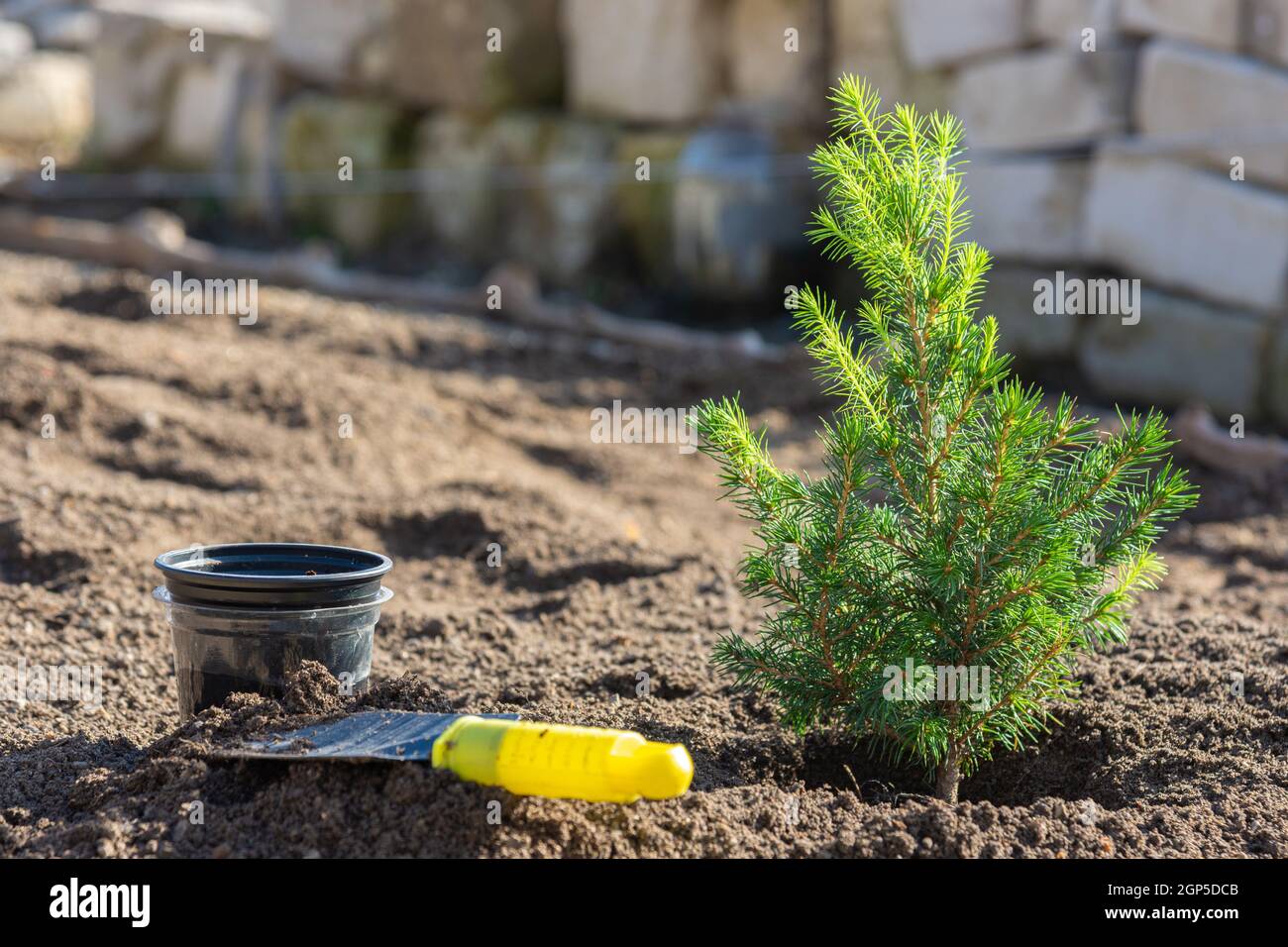 Planting a conic spruce seedling in the soil, next to it is a small ...