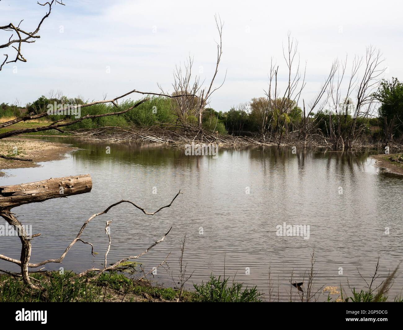 Dead trees on the shores of a body of water Stock Photo - Alamy