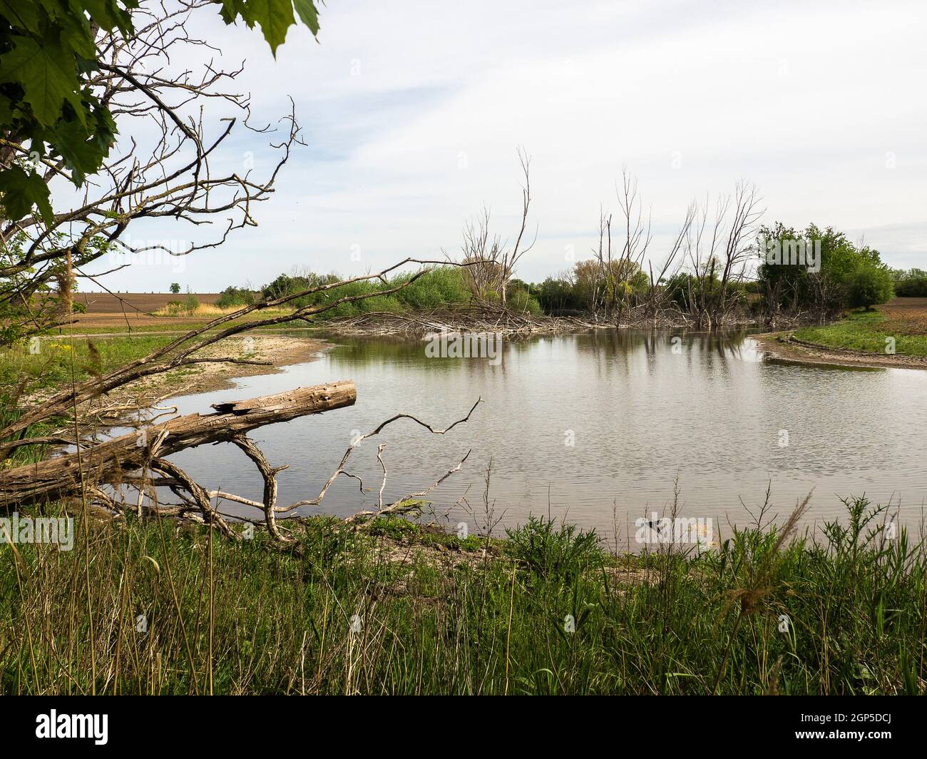Dead trees on the shores of a body of water Stock Photo - Alamy
