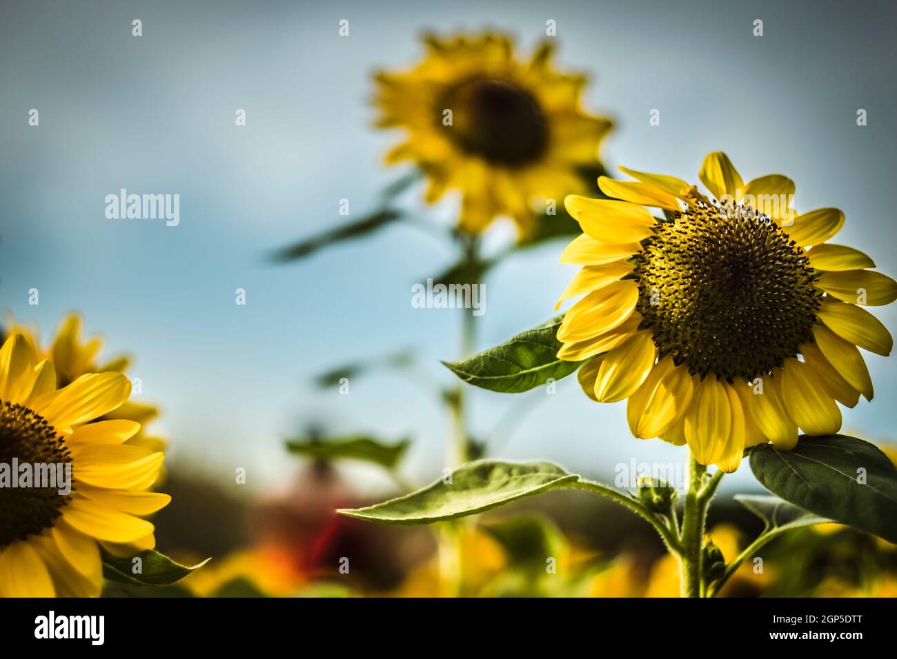 close up Sunflower natural background, Sunflower blooming. field of ...