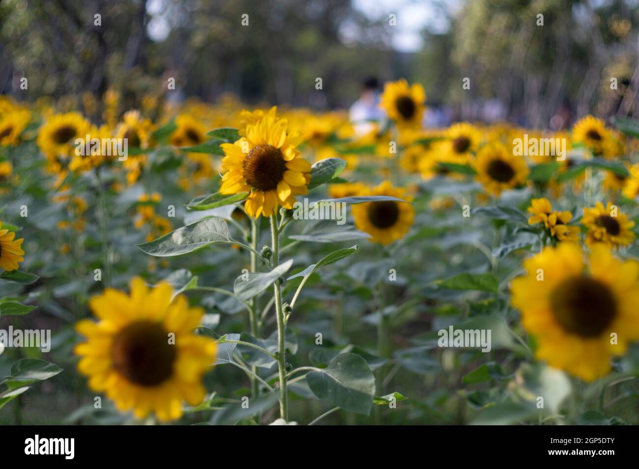 Sunflower natural background, Sunflower blooming. field of blooming ...