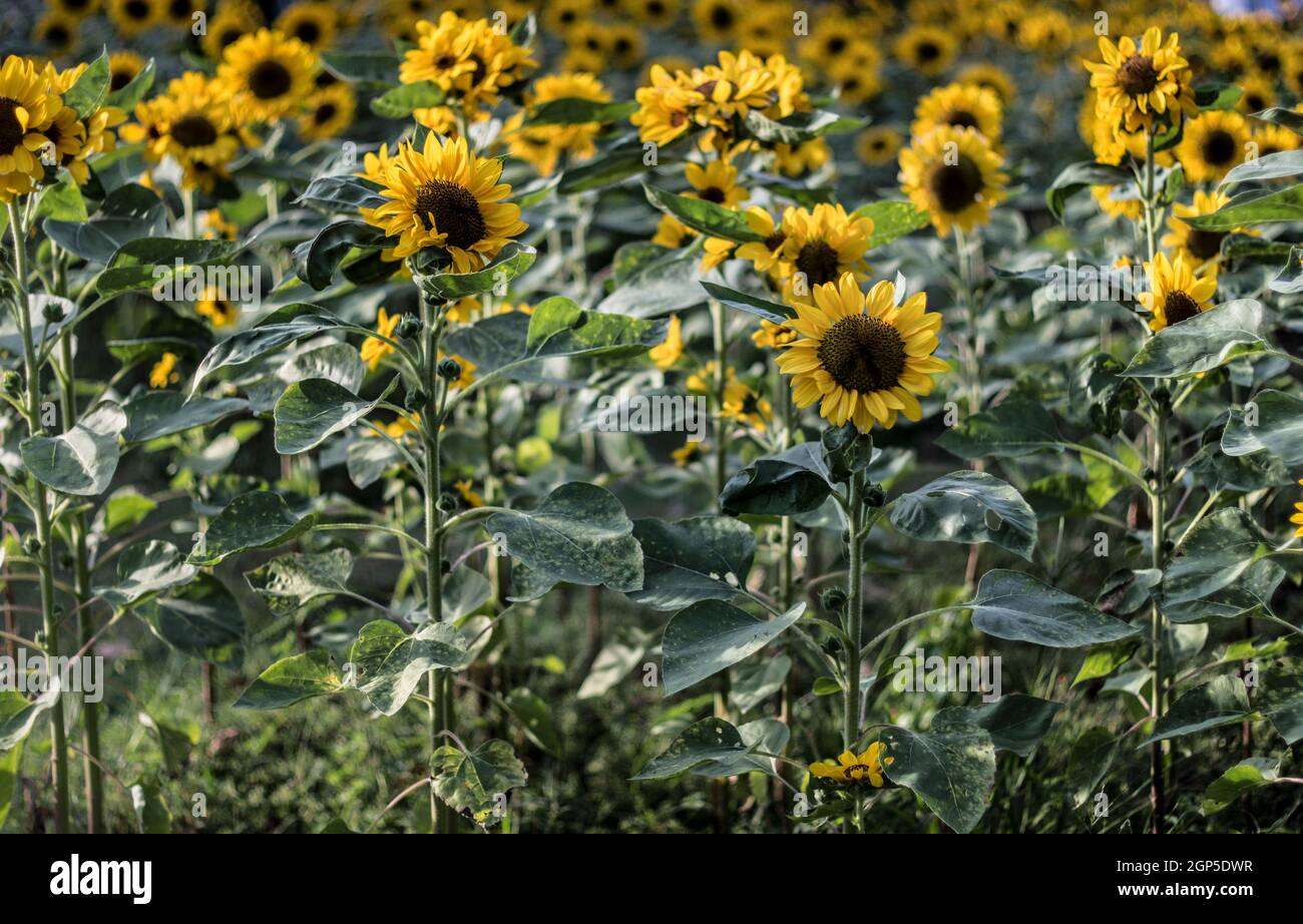 Sunflower natural background, Sunflower blooming. field of blooming ...