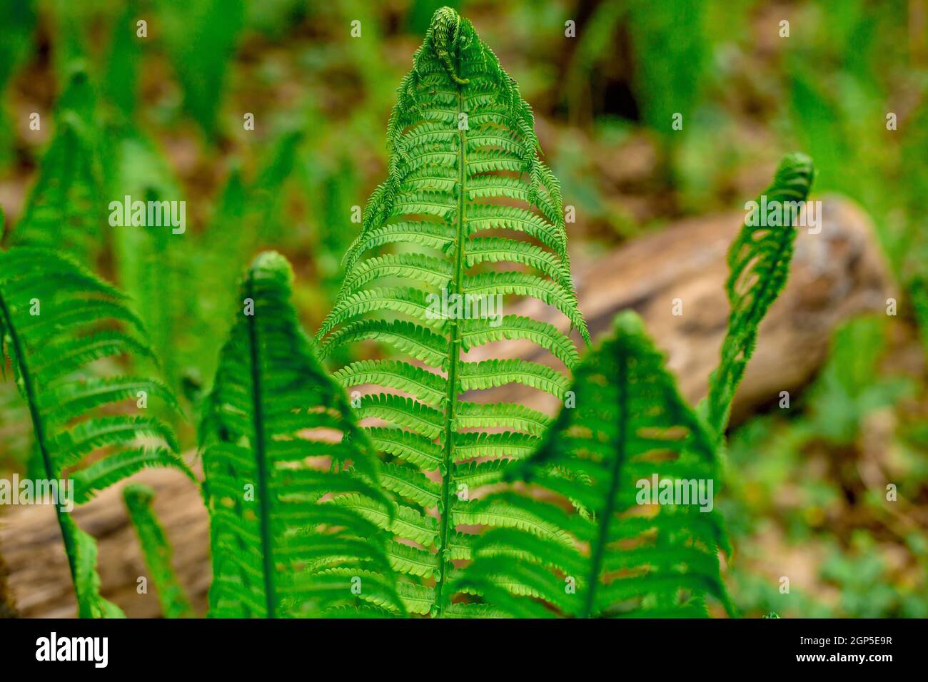 Green fresh fern leaves for background. Young shoots of plant. Fern ...