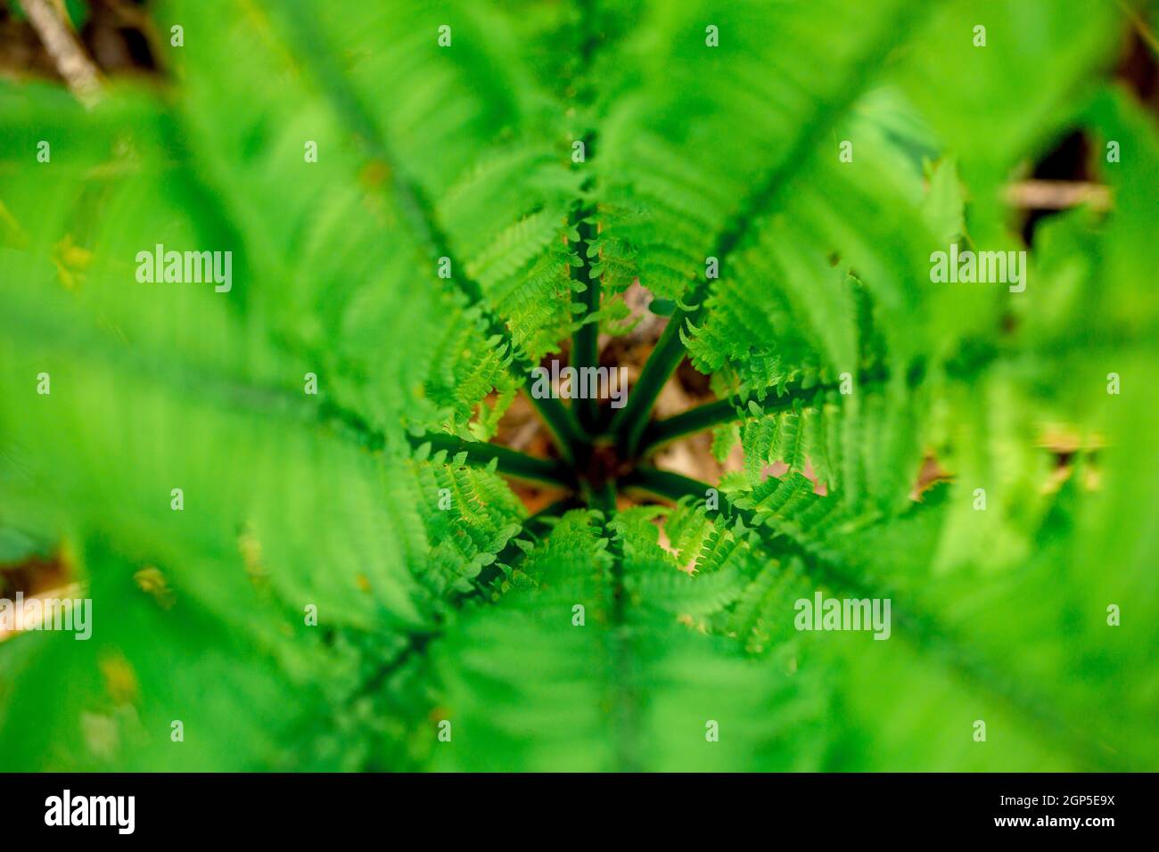 Green fresh fern leaves for background. Young shoots of plant. Fern ...