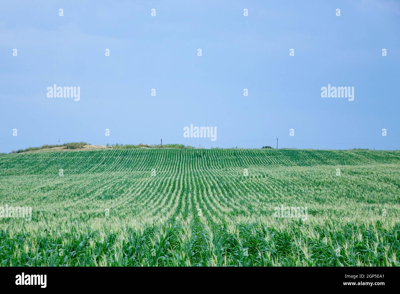Wide field of young green corn stretches into distance. Growing corn on ...