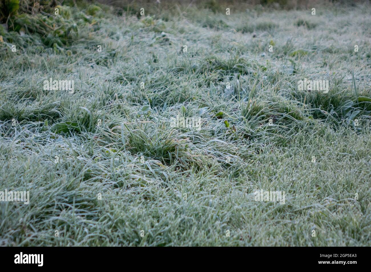 Background from green grass covered with hoarfrost. First frosts before ...