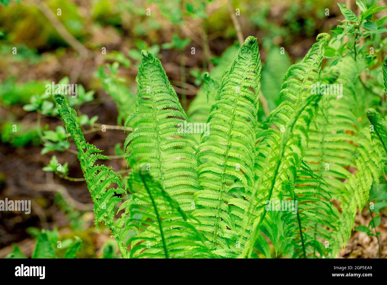 Green fresh fern leaves for background. Young shoots of plant. Fern ...