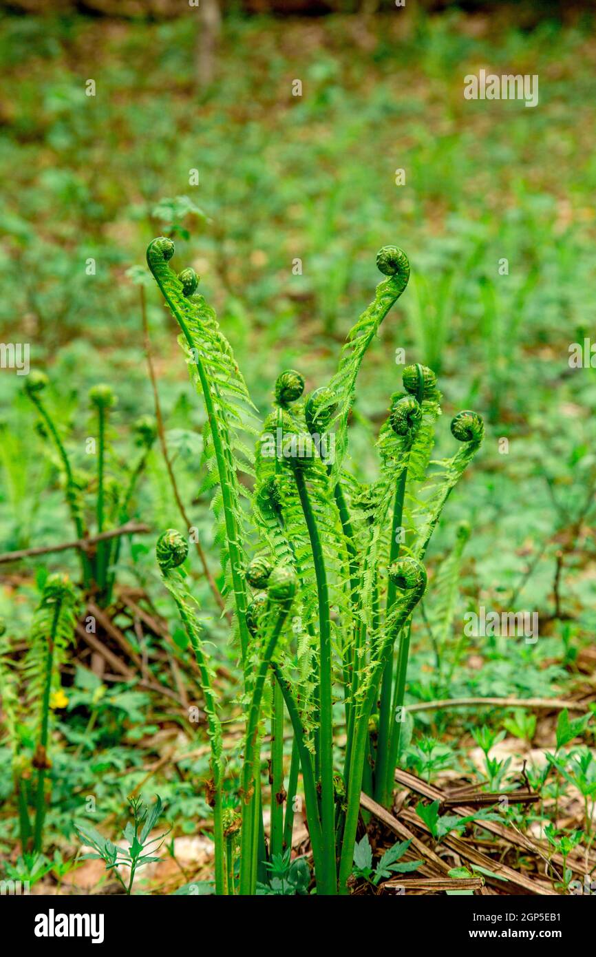 Green fresh fern leaves for background. Young shoots of plant. Fern ...
