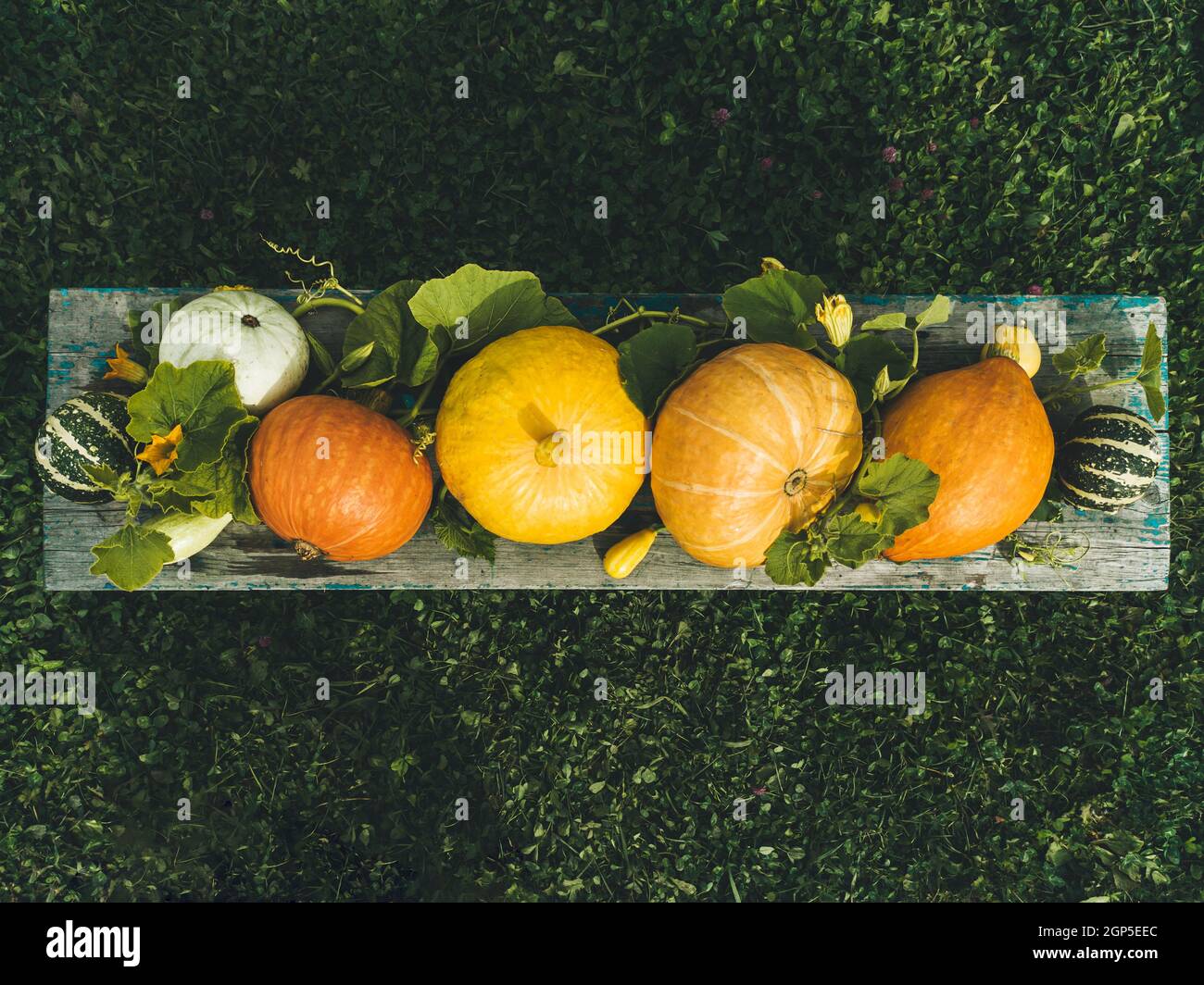 Various types of edible and decorative pumpkins on a rustic bench ...