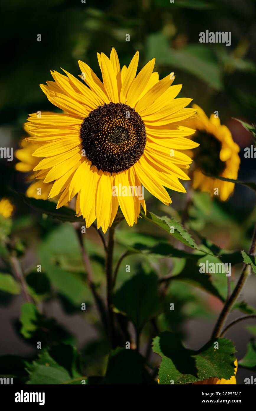 Disk florets of sunflower hi-res stock photography and images - Alamy