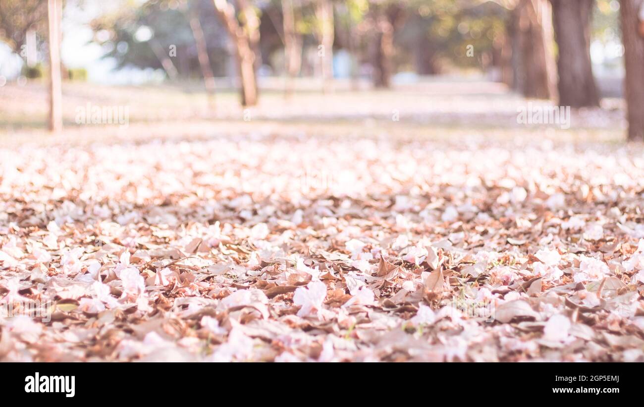 The withered fallen petal of a pink flower lying on the ground r· Pink ...