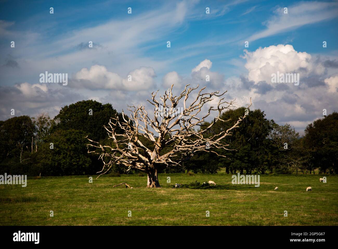Windswept dead tree hi-res stock photography and images - Alamy