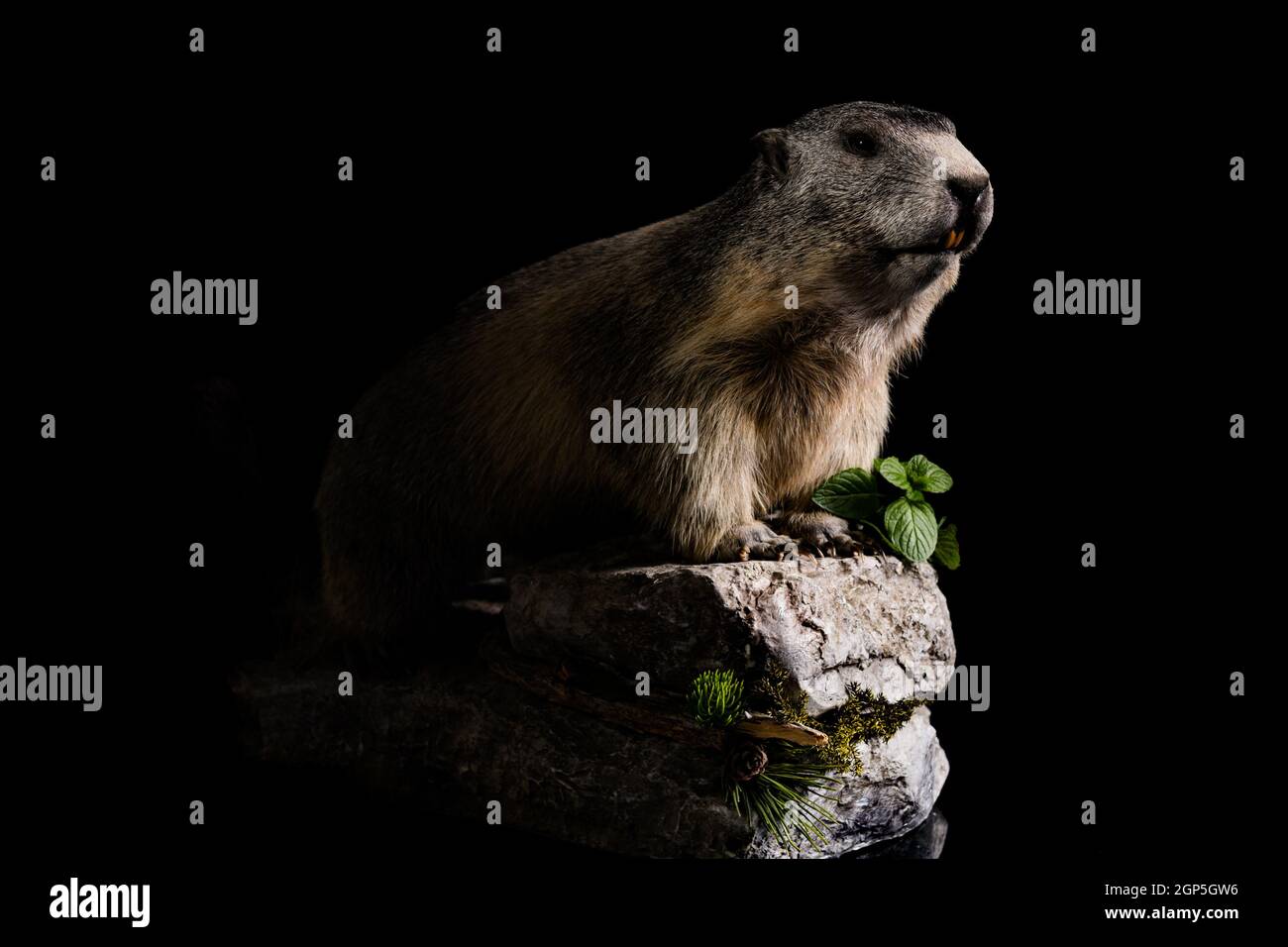 Murmel hi-res stock photography and images - Alamy