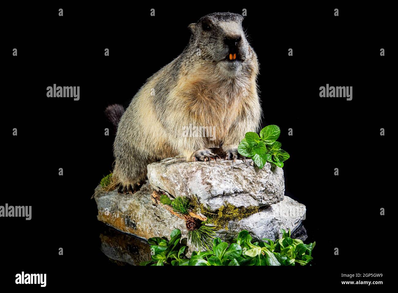 groundhog in the alps by Austria Stock Photo - Alamy