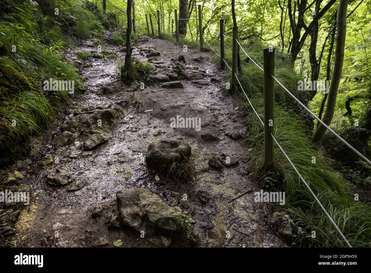 Detail of path in the forest with wooden railings for pedestrians Stock ...
