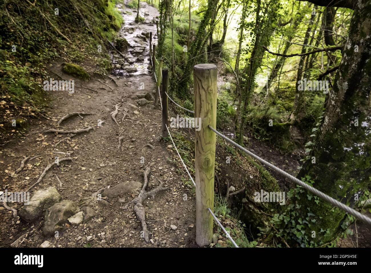 Detail of path in the forest with wooden railings for pedestrians Stock ...