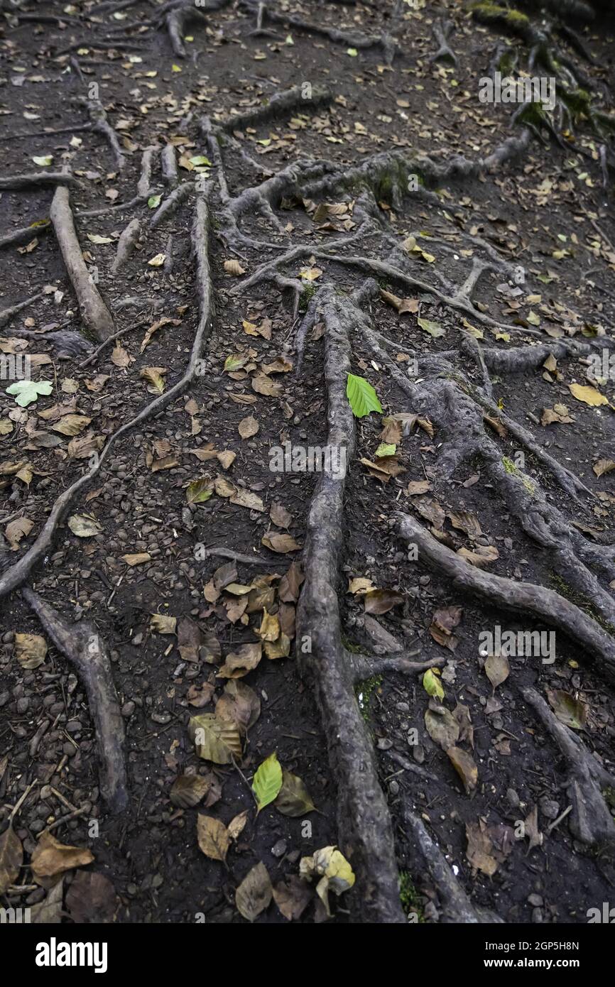 Millennial tree detail in a spooky forest in nature Stock Photo - Alamy