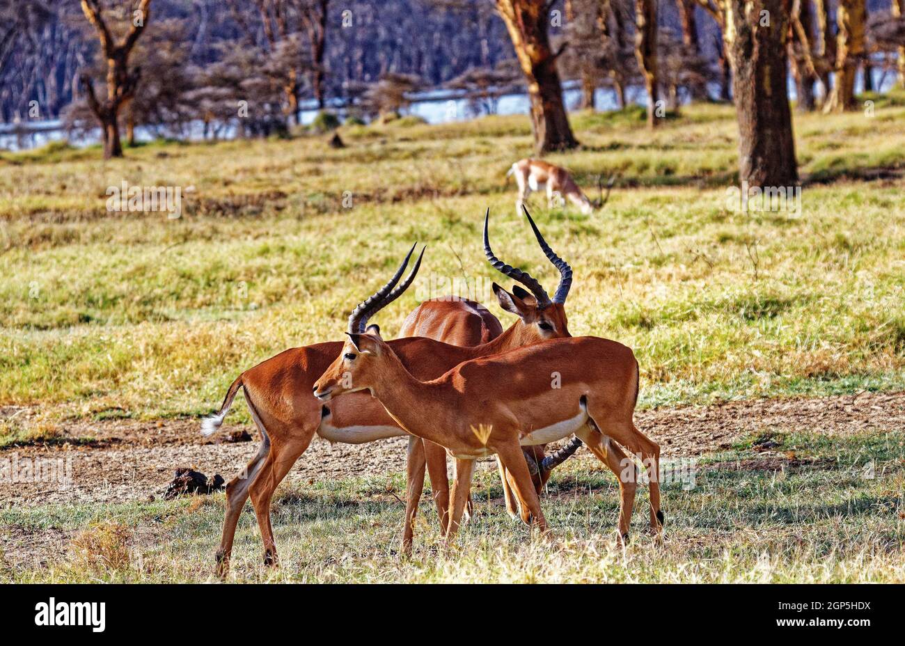 Class: Mammalia Order: Artiodactyla Family: Bovidae Subfamily ...