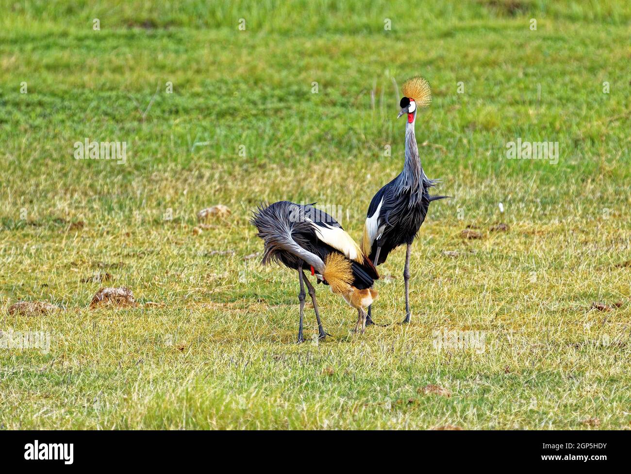 Order: Gruiformes Family: Gruidae Genus: Balearica Species: (Balearica ...