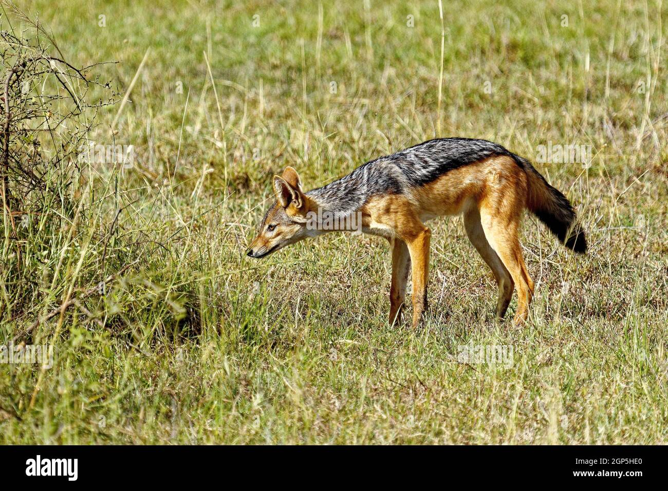 Canini canina hi-res stock photography and images - Alamy