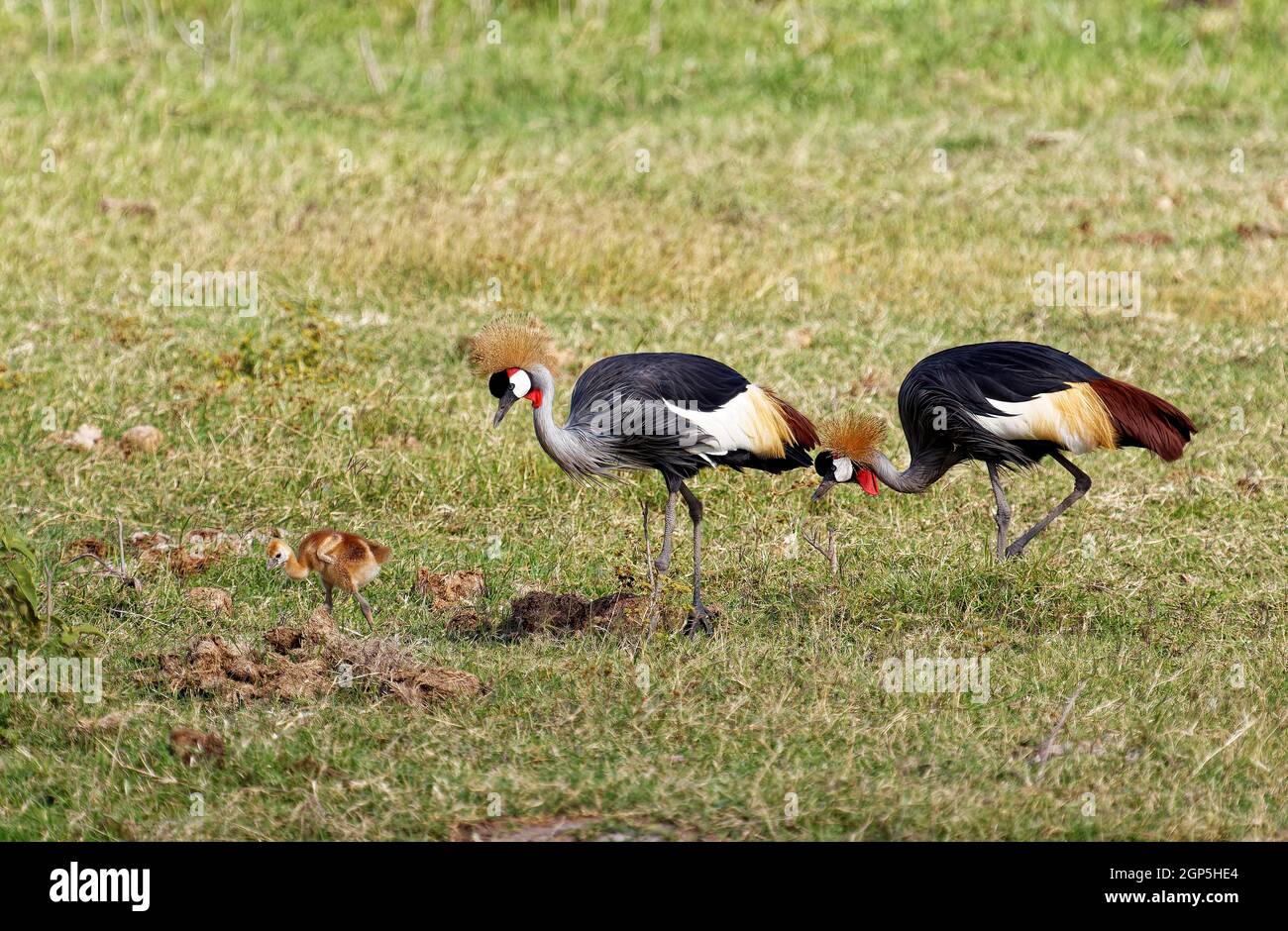 Order: Gruiformes Family: Gruidae Genus: Balearica Species: (Balearica ...