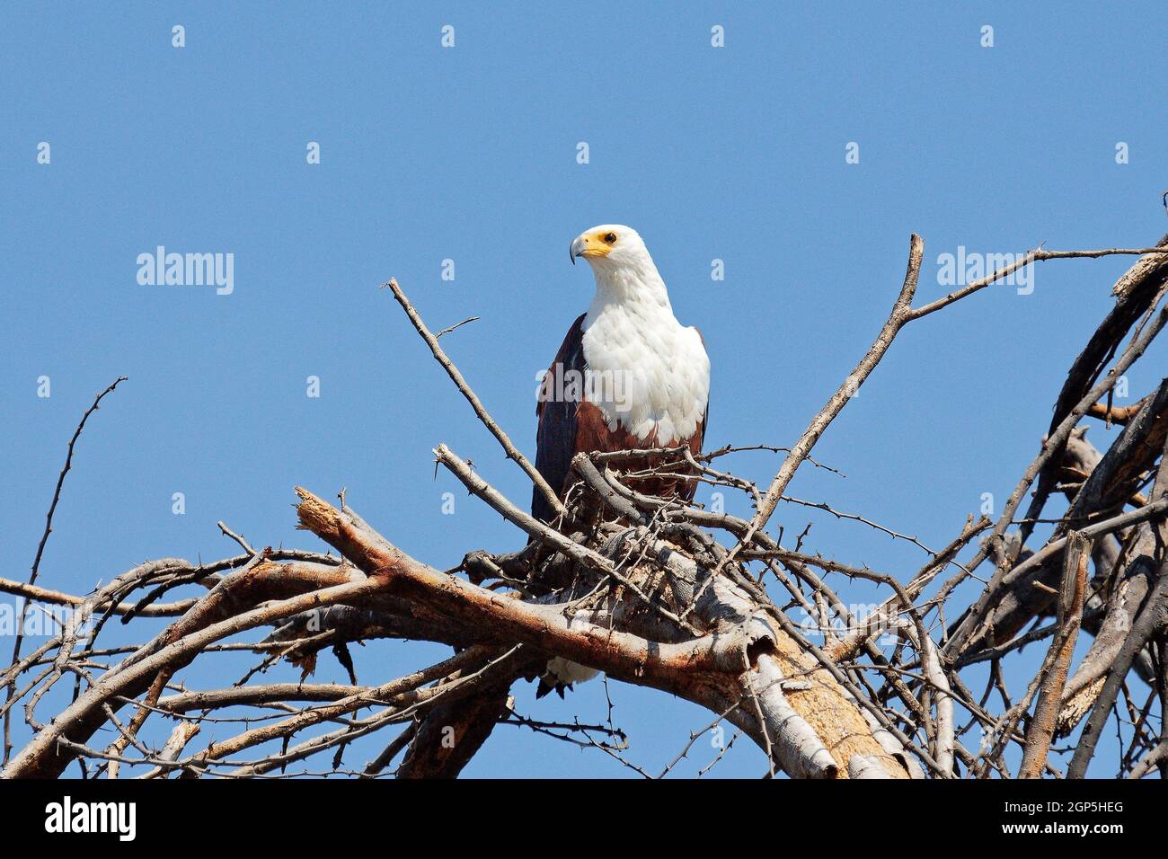 Aves class hi-res stock photography and images - Alamy
