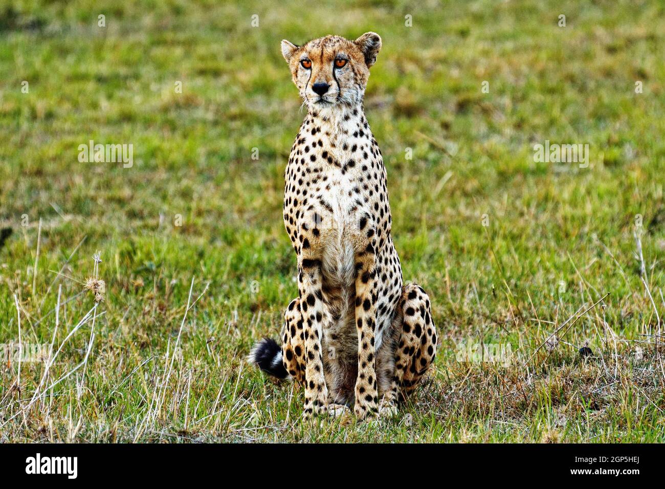 Class: Mammalia Order: Carnivora Suborder: Feliformia Family: Felidae ...