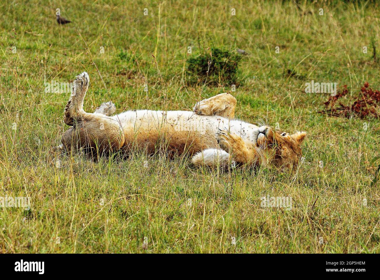 Class: Mammalia Order: Carnivora Suborder: Feliformia Family: Felidae ...