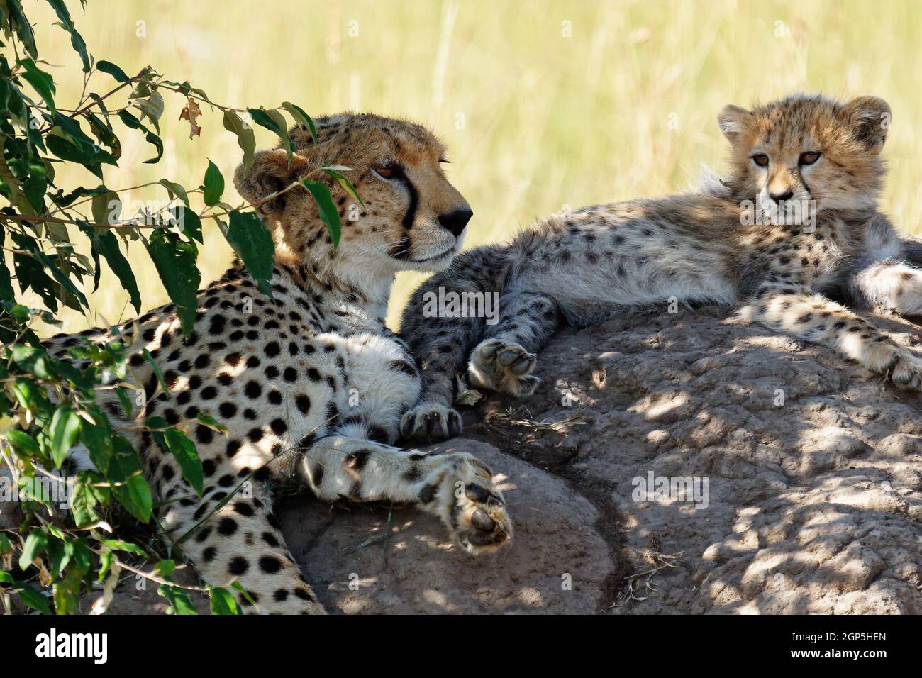 Class: Mammalia Order: Carnivora Suborder: Feliformia Family: Felidae ...