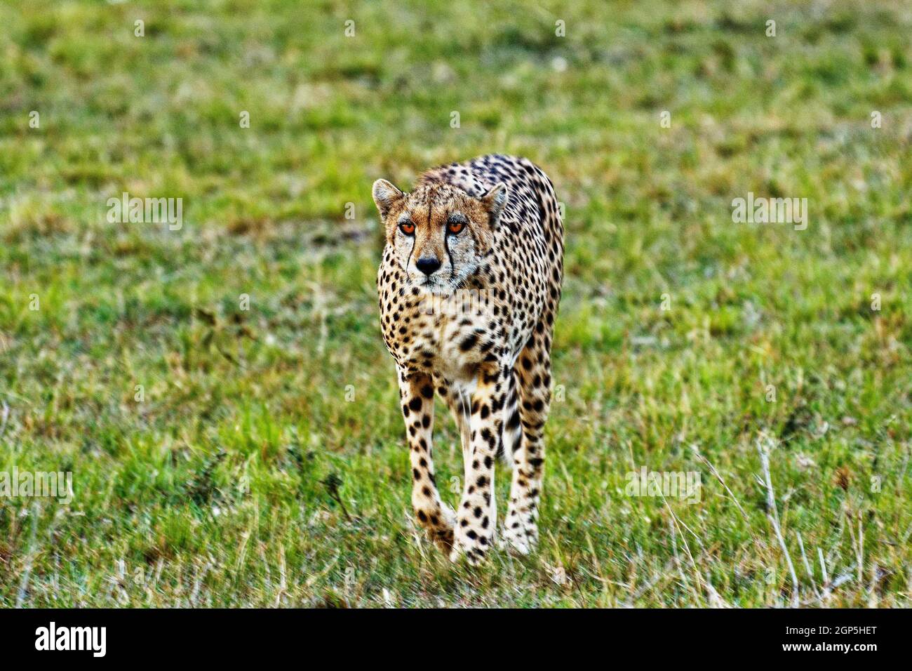 Class: Mammalia Order: Carnivora Suborder: Feliformia Family: Felidae ...