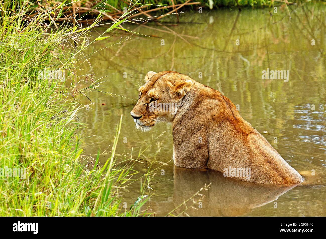 Panthera species hi-res stock photography and images - Alamy