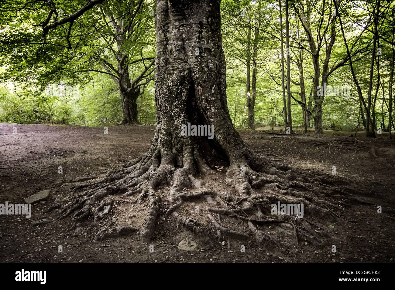 Millennial tree detail in a spooky forest in nature Stock Photo - Alamy