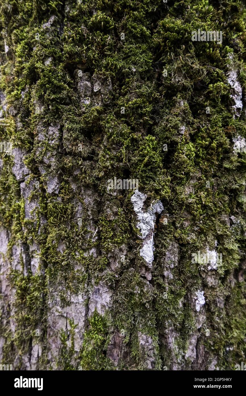 Detail of old tree bark in a wet forest Stock Photo - Alamy