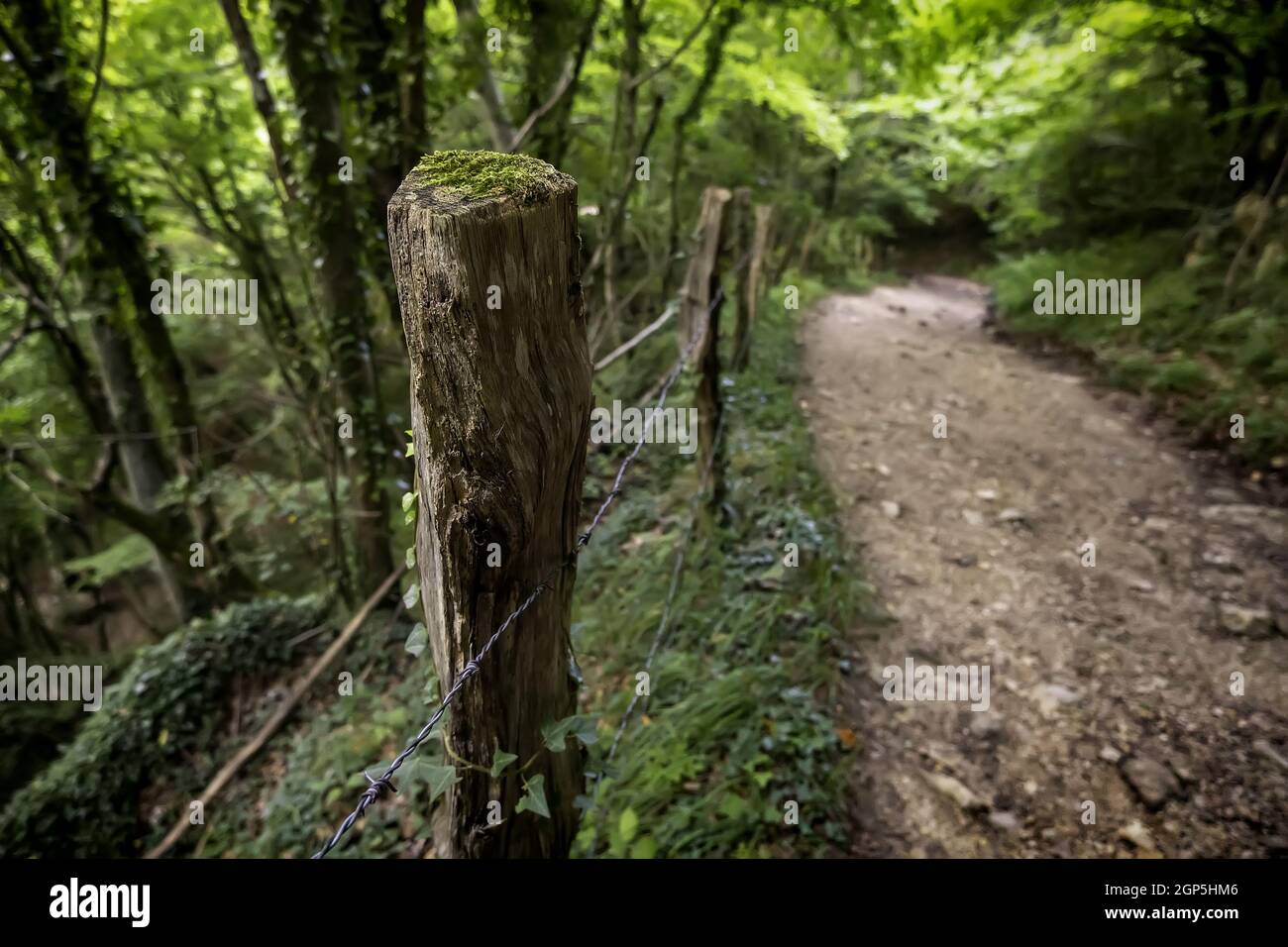 Detail of path in the forest with wooden railings for pedestrians Stock ...