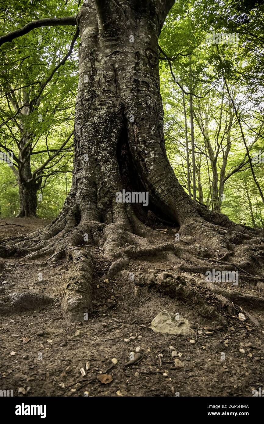 Millennial tree detail in a spooky forest in nature Stock Photo - Alamy