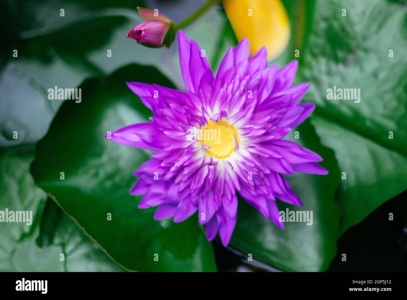 Violet Lotus Flower Close-up. Purple Flower, Close-up, Petals. Symbolic ...