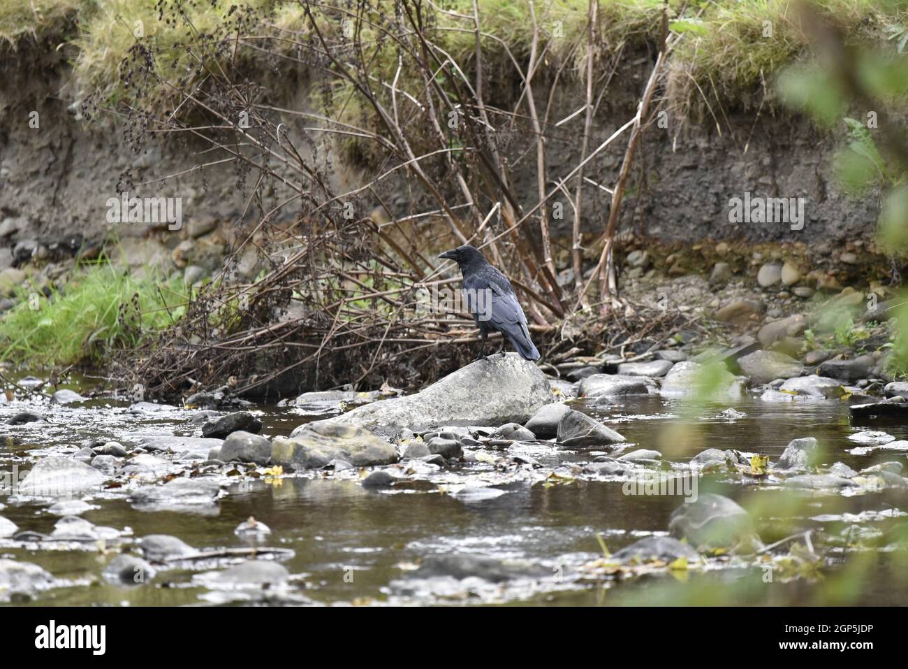 Shallow water river hi-res stock photography and images - Alamy