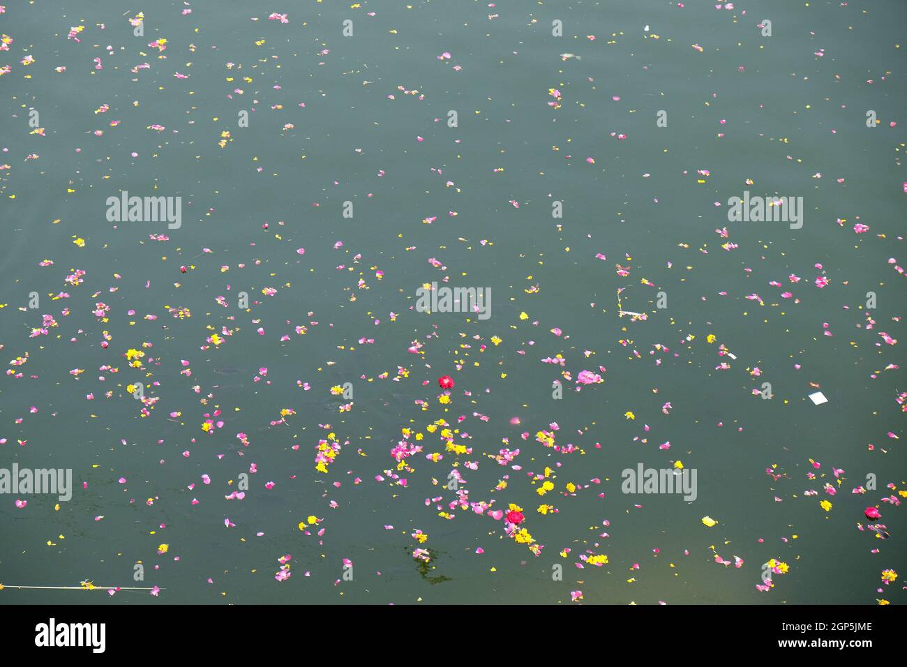 Colourful floral offerings, petals, flowers and garlands, floating in ...