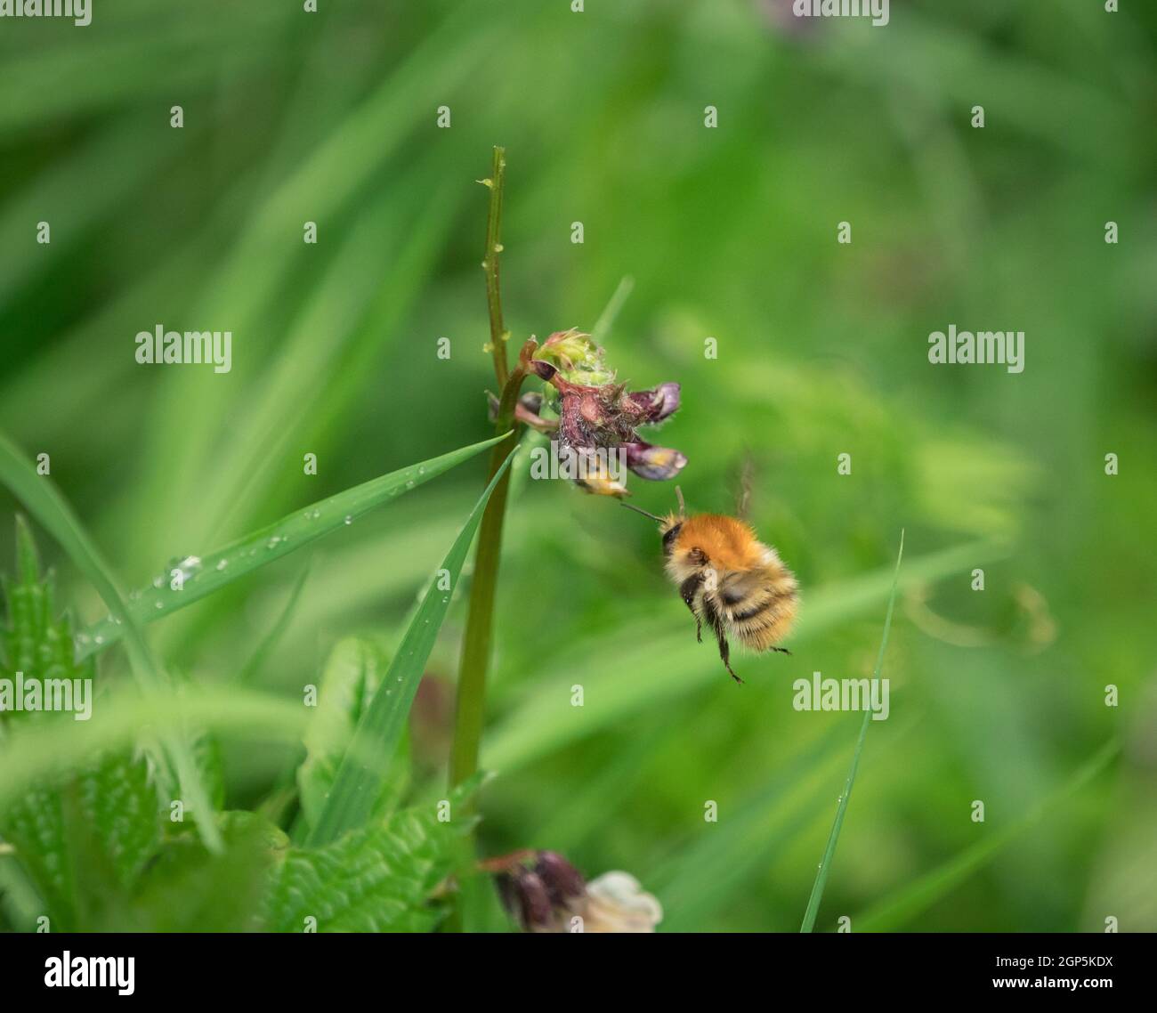 Cute bumblebee hi-res stock photography and images - Alamy