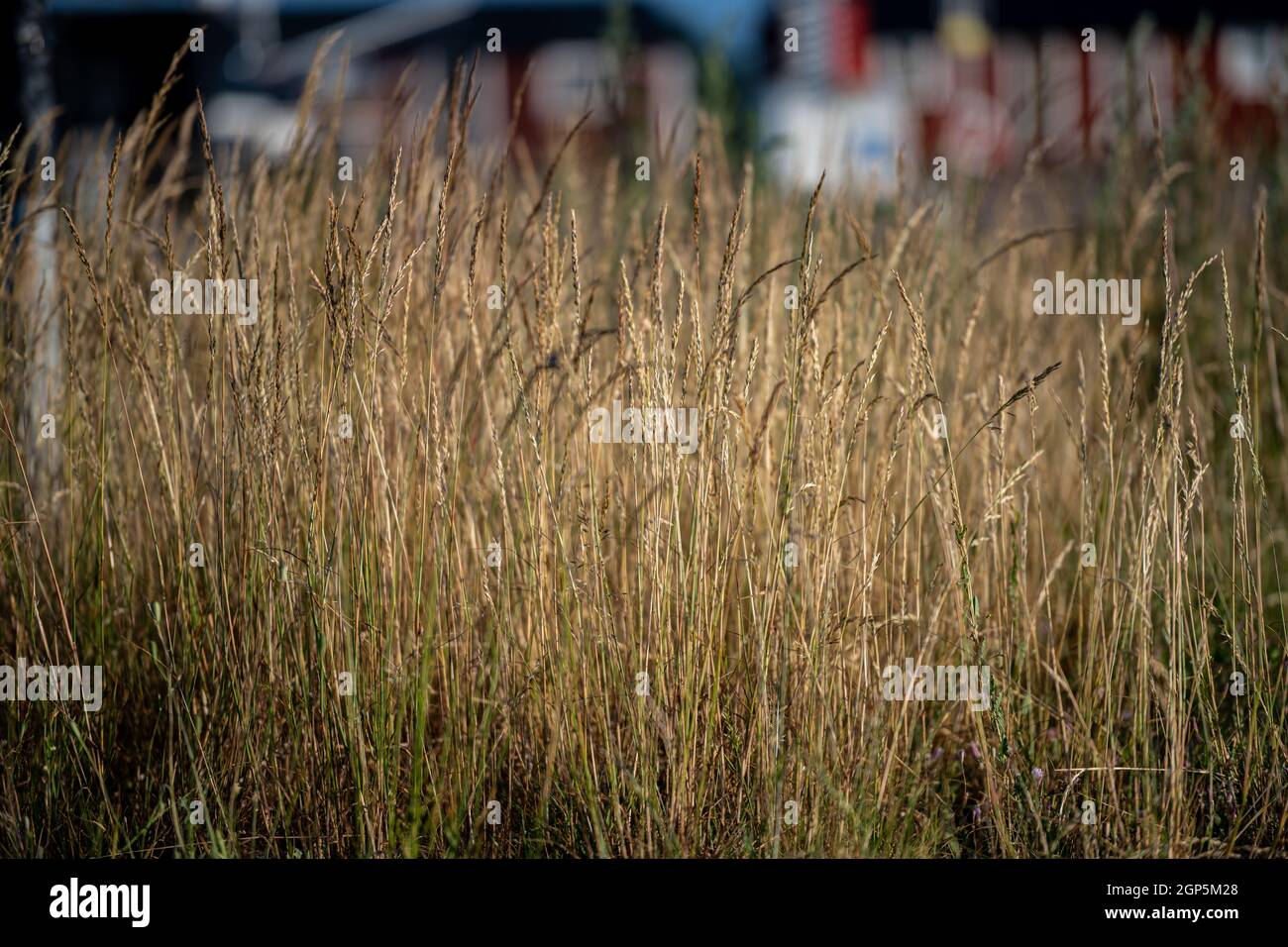High dry grass in hi-res stock photography and images - Alamy