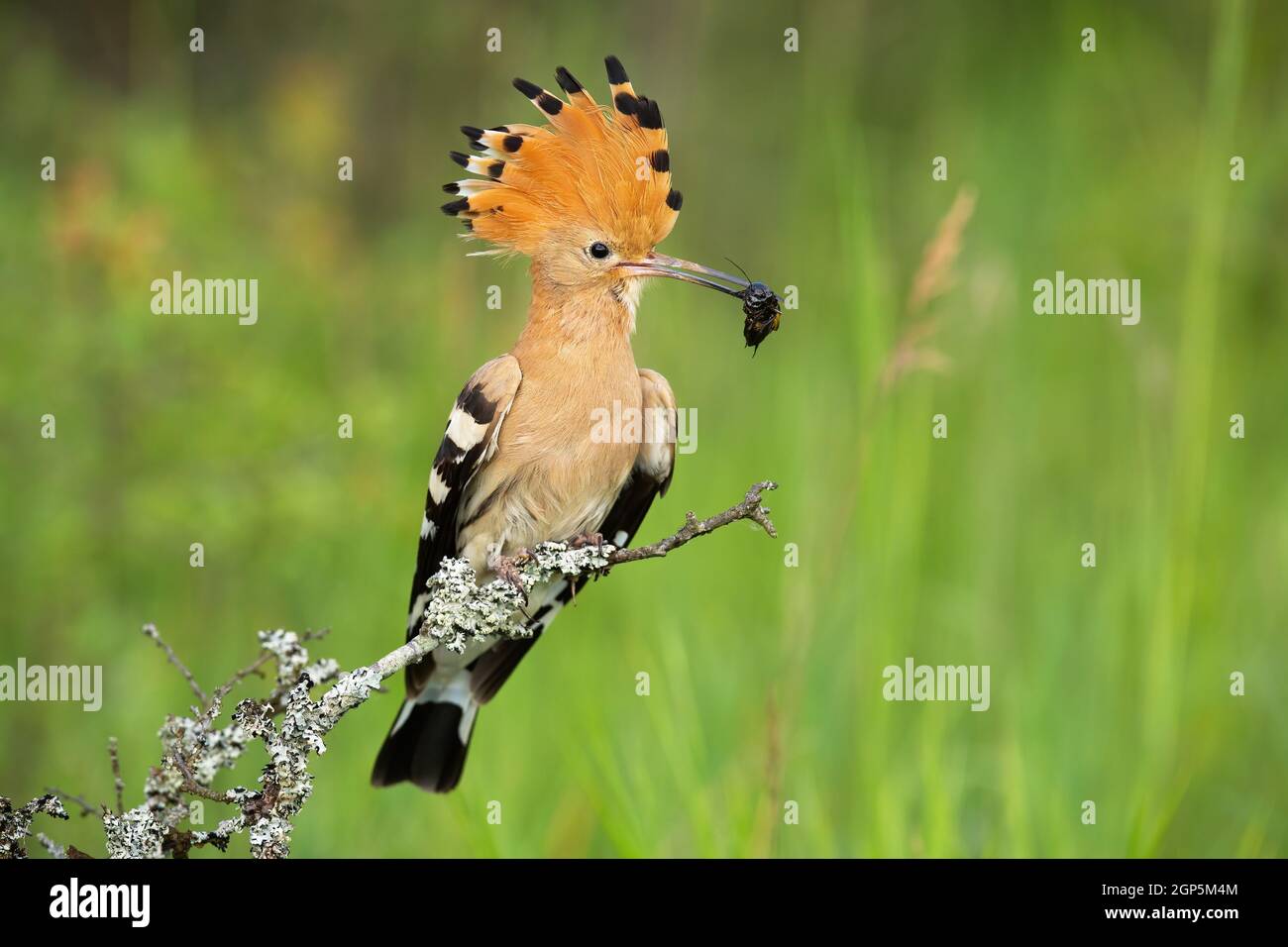 Eurasian hoopoe, upupa epops, looking on bush in springtime nature ...