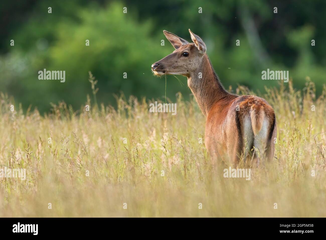 Alert red deer, cervus elaphus, hind looking aside on a meadow with ...