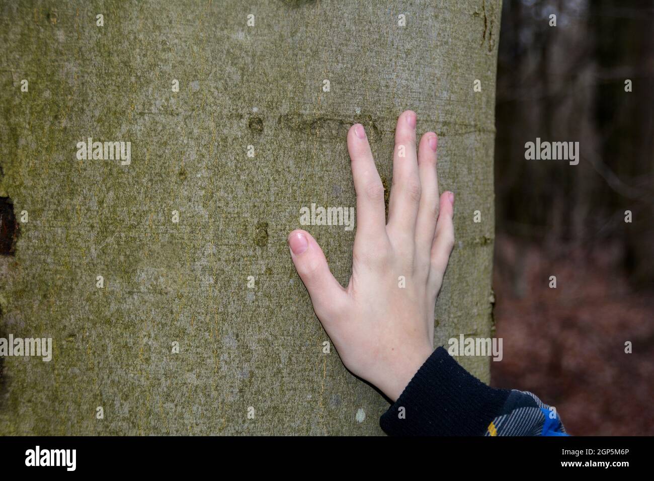 A child's hand is touching the trunk of a green tree with copy space ...