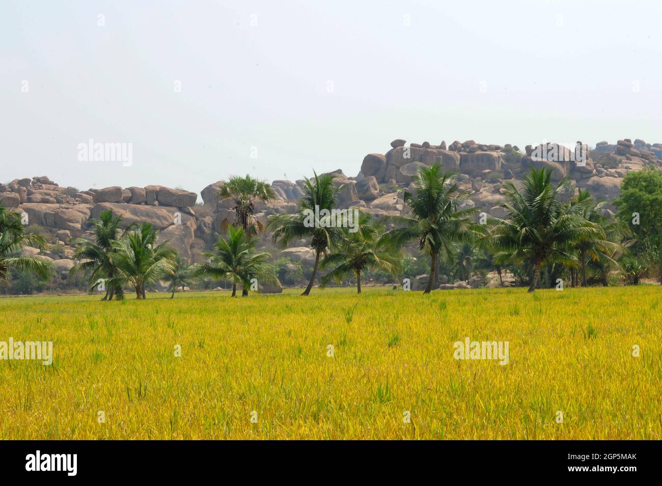 Palm tree population hi-res stock photography and images - Alamy