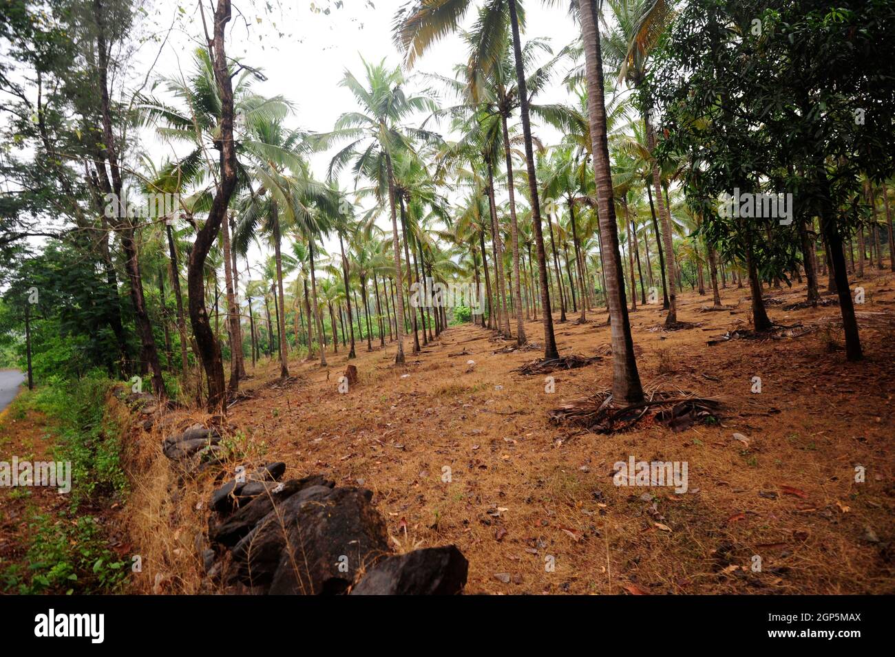 Palm tree population hi-res stock photography and images - Alamy