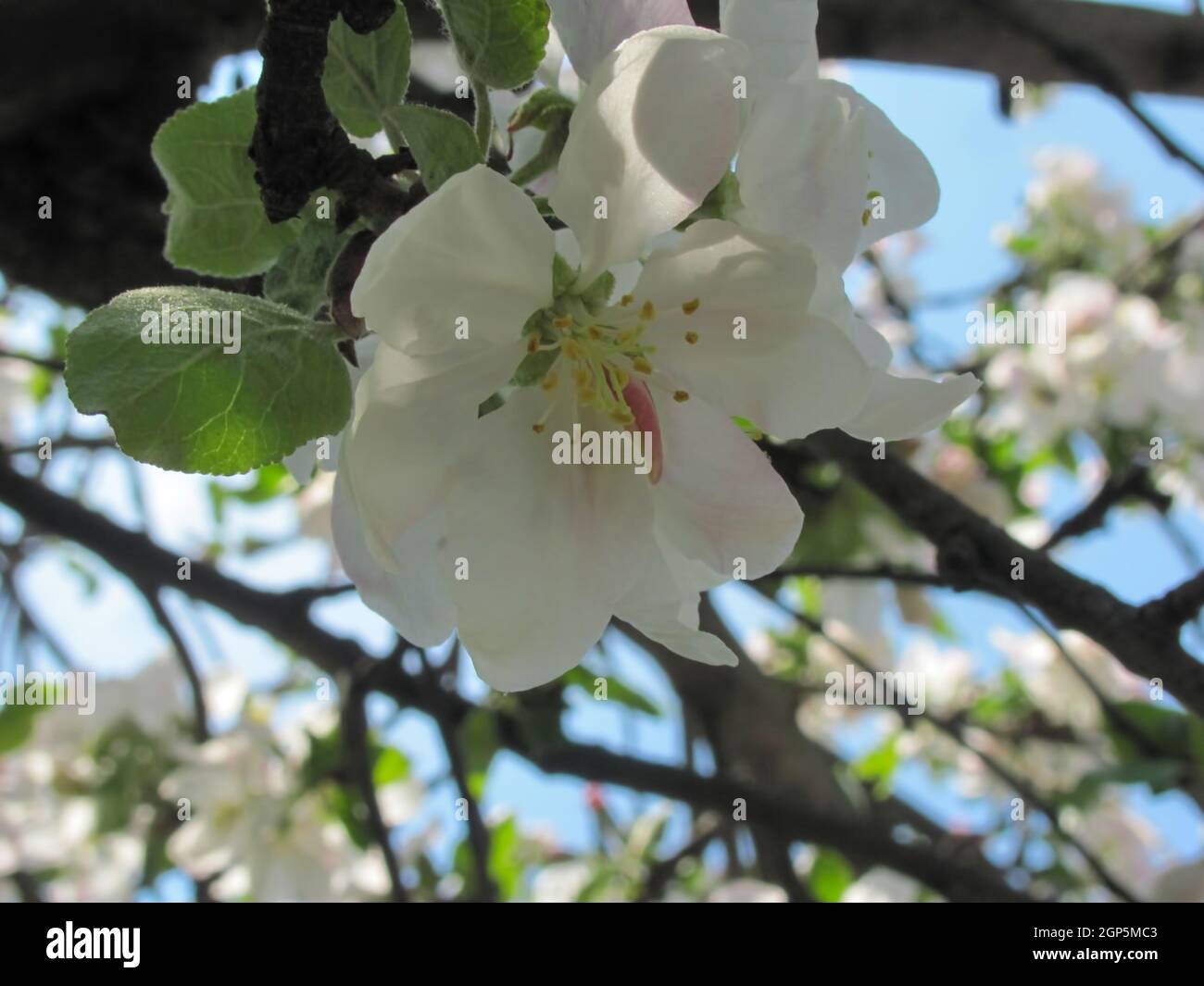 White tender apple tree flowers. Spring background. Selective focus ...