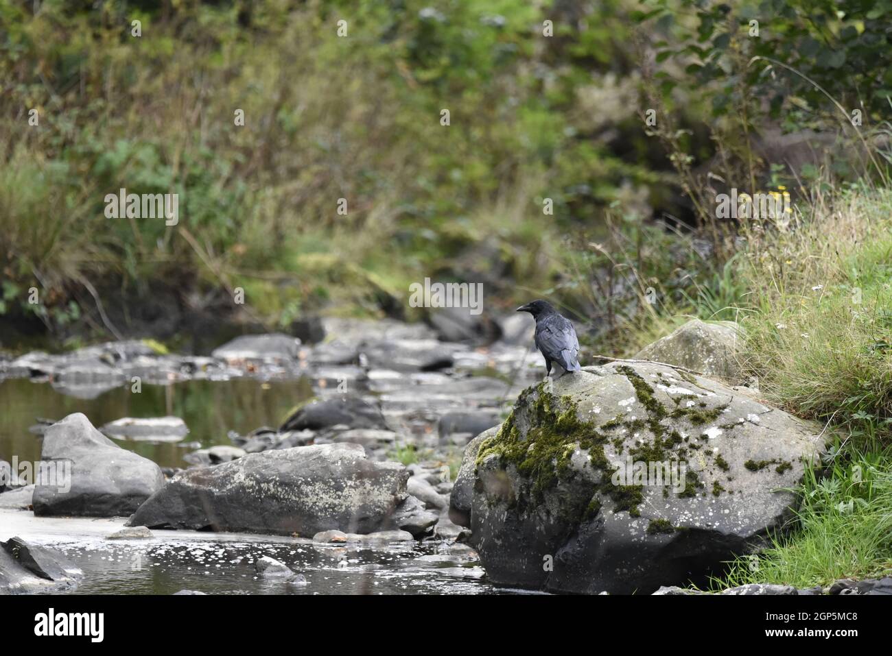 Raven right hi-res stock photography and images - Alamy